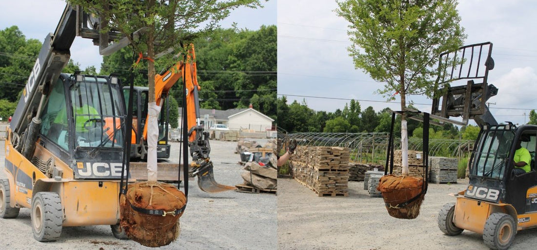 The B&B Tree Buddy 3000 LP – Link Masters